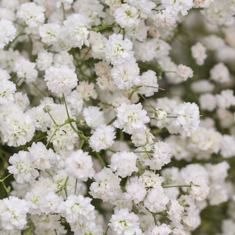Babys Breath Plant Babys Breath Plant